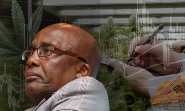 DA calls Ramaphosa to take the high ground on Cannabis ban, as ...
